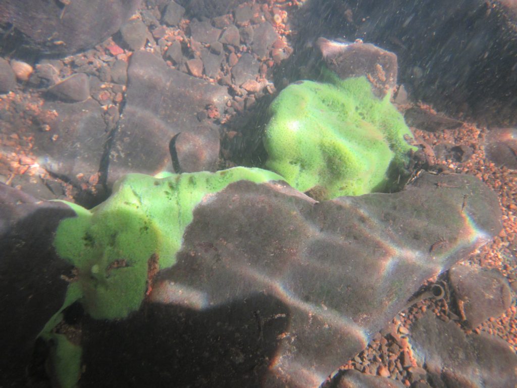 Freshwater sponge - Catchments.ie - Catchments.ie