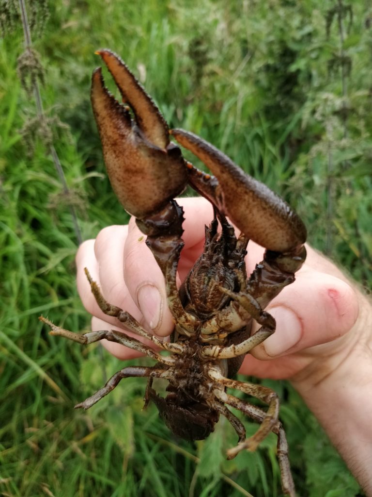 Your help is needed to save our White-clawed Crayfish from disease and ...