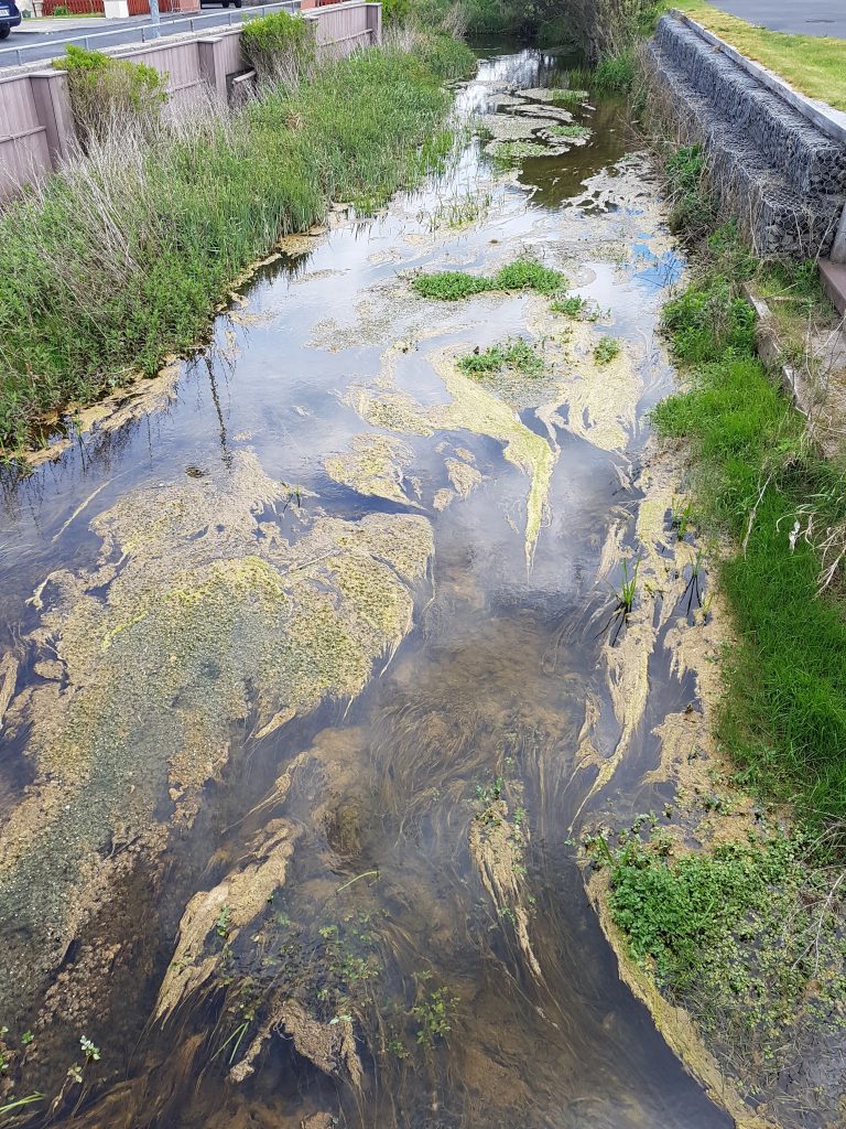 Eutrophic river - Catchments.ie - Catchments.ie