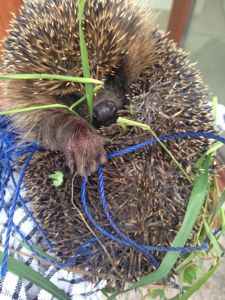 Hedge in netting - Catchments.ie - Catchments.ie