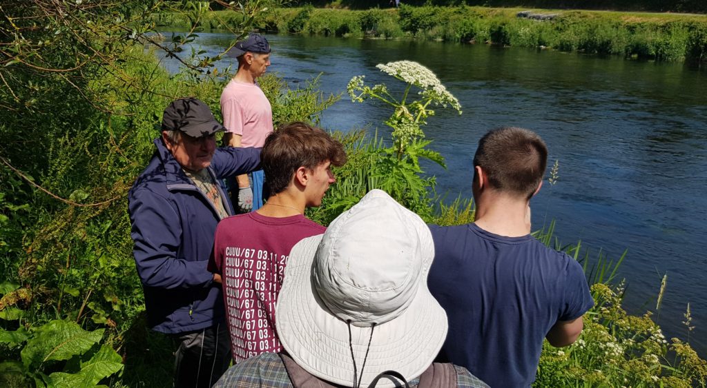 ‘Balsam Bashing’ continues along the banks of the River Suir Blueway ...