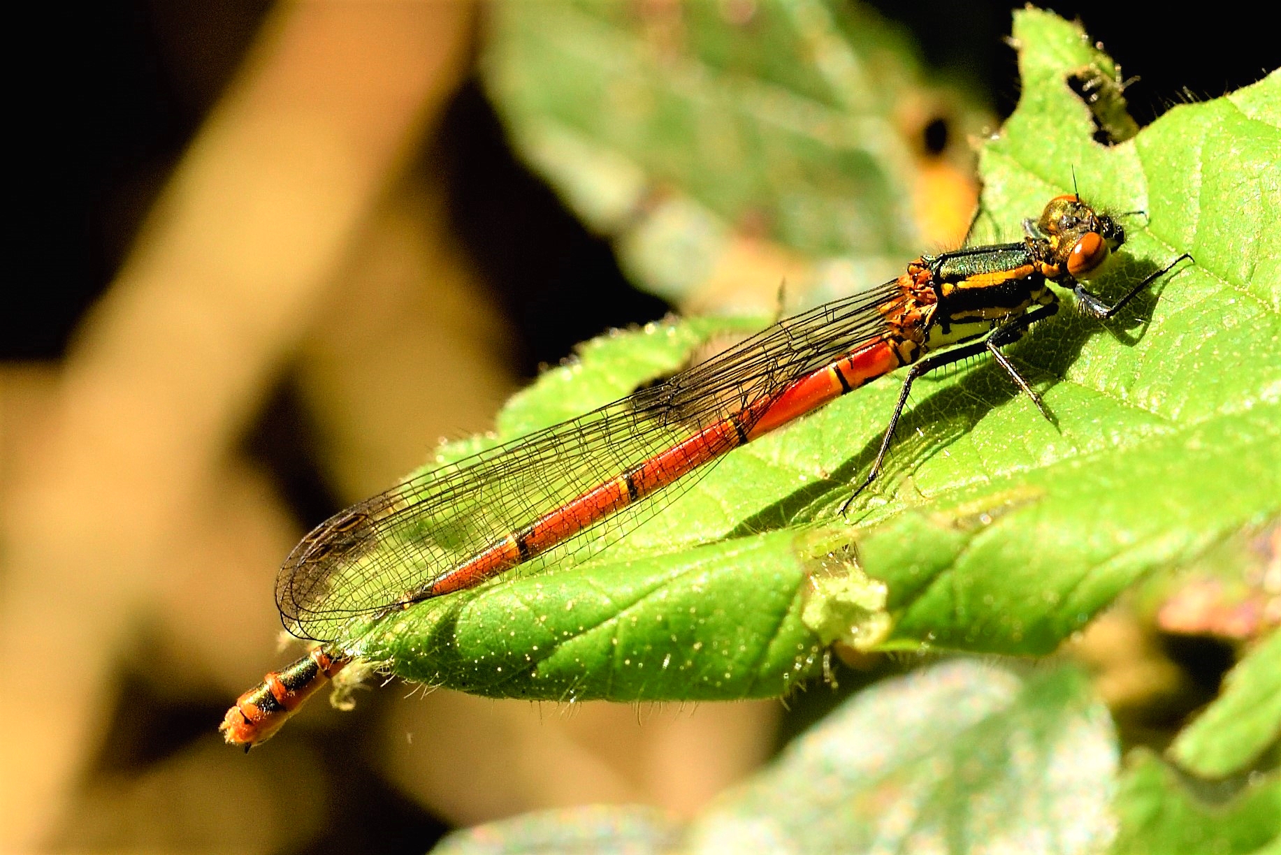 Dragonfly Ireland 2019 - 2024 citizen science survey seeking volunteers ...