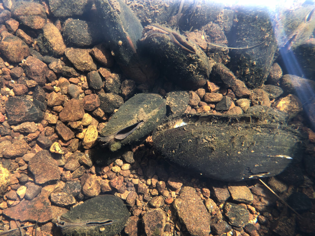 The Freshwater Pearl Mussel European Innovation Project (EIP): how ...