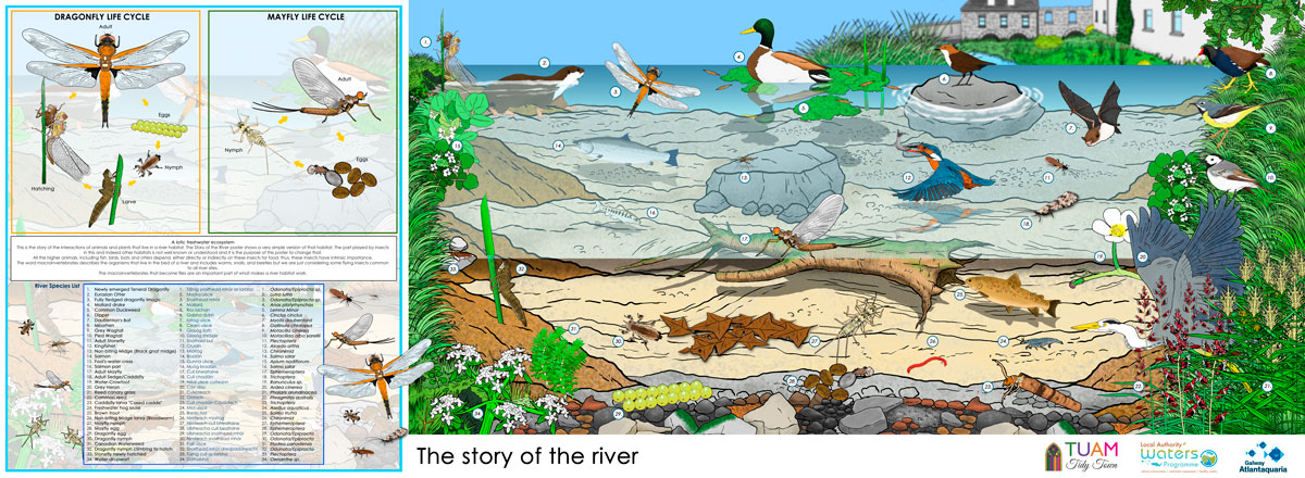 Tuam Tidy Towns tells the story of the River Nanny - Catchments.ie ...